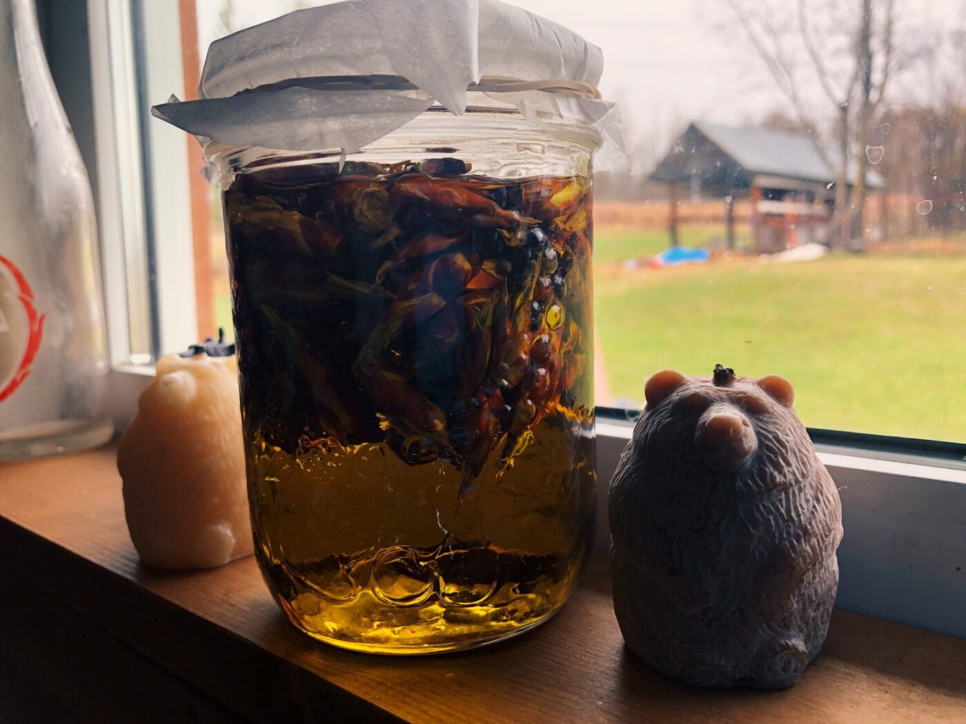 Early Spring Foraging • BC Outdoors Magazine