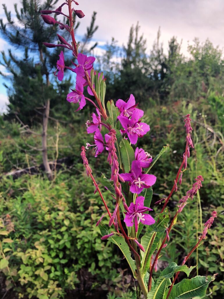 Fireweed Foraging • BC Outdoors Magazine