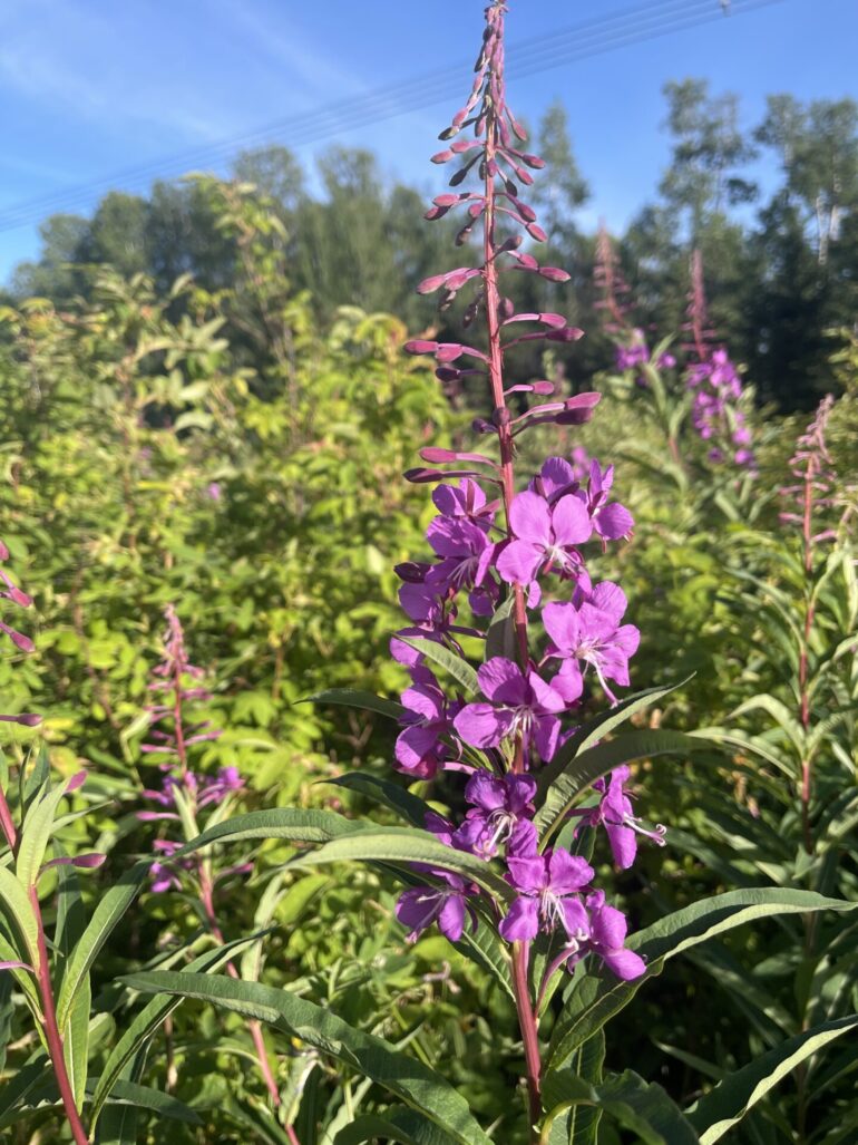 Fireweed Foraging • BC Outdoors Magazine