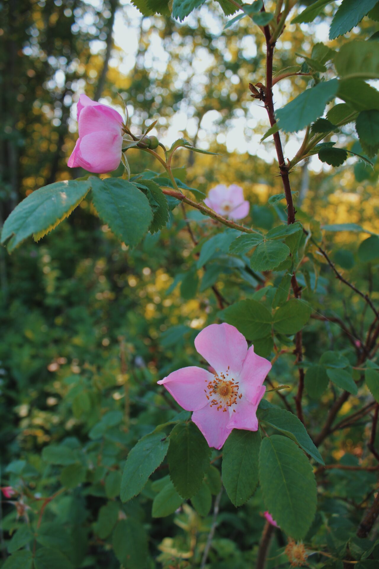 Wild About Roses • BC Outdoors Magazine