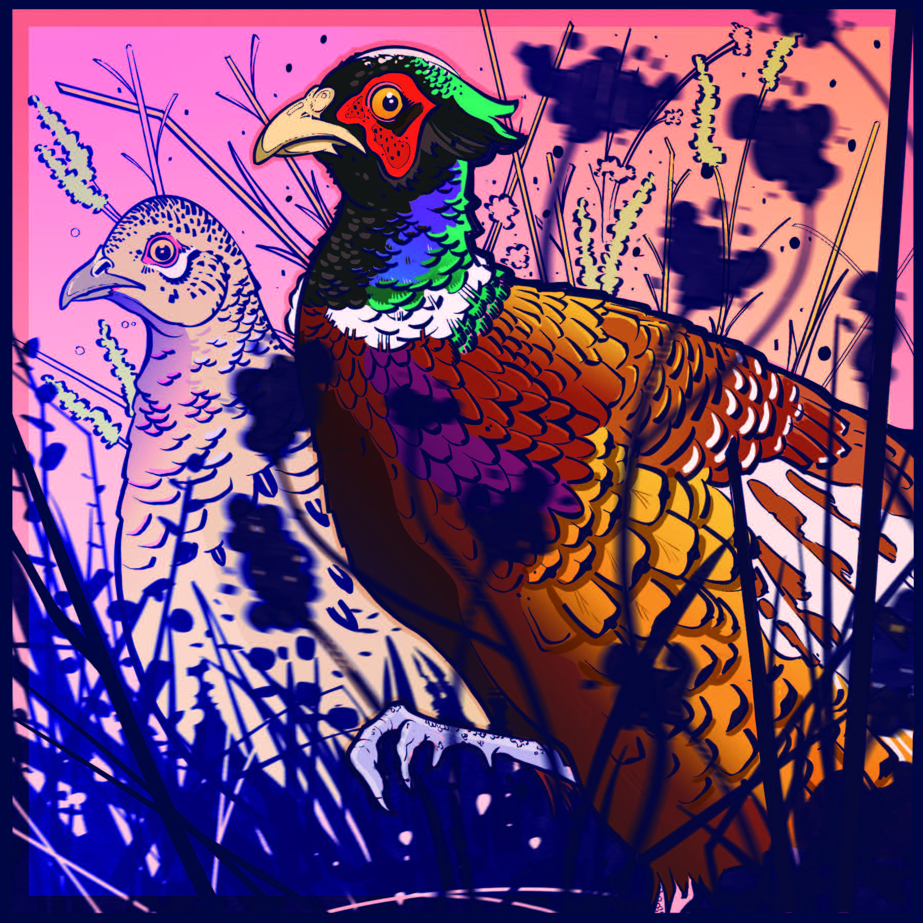 The Pleasant, Iridescent Pheasant • BC Outdoors Magazine
