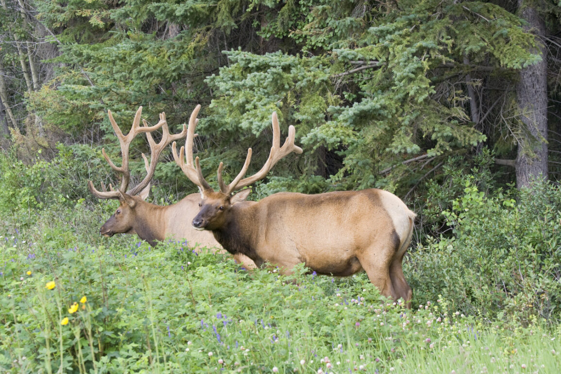 Nature’s Velvet Crown • BC Outdoors Magazine