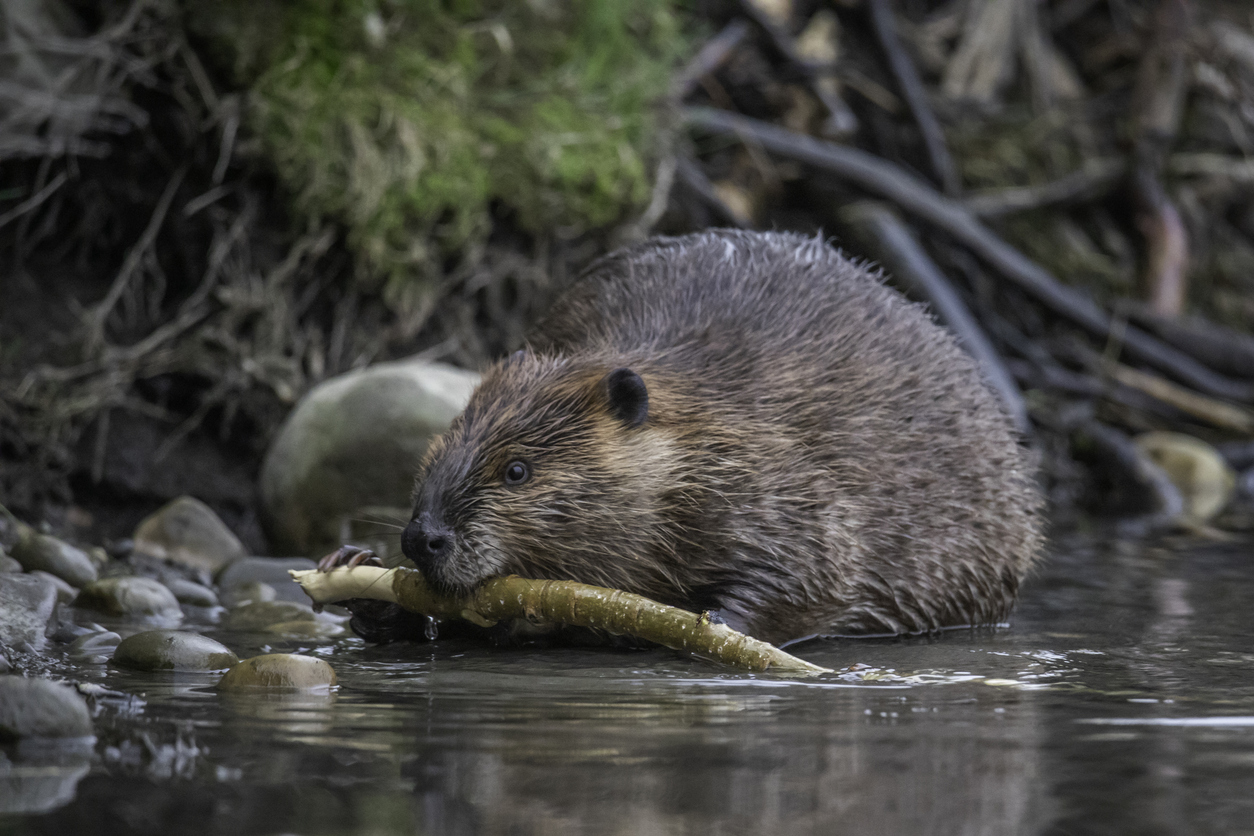 Ecosystem Engineers • BC Outdoors Magazine