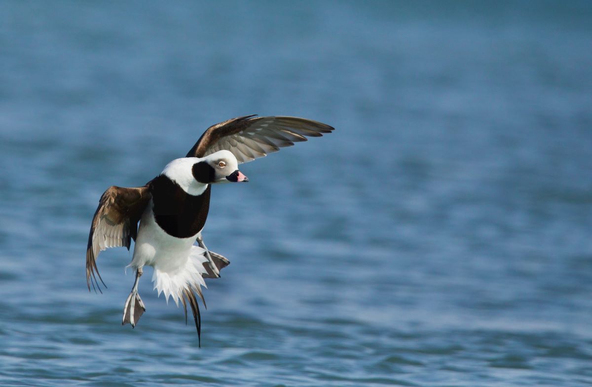 A Duck Built For Winter On The Water • BC Outdoors Magazine