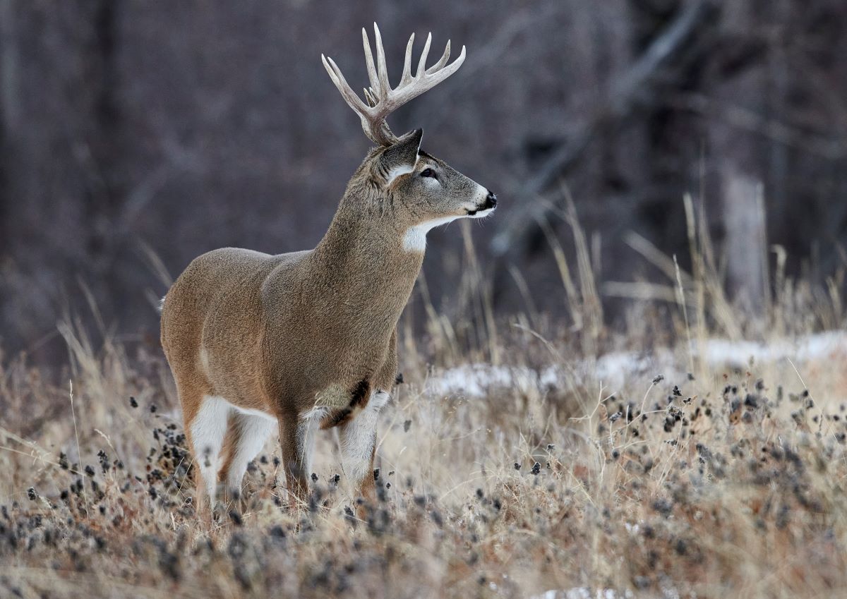 What Hunters Should Know About Overwintering Wildlife In BC • BC ...