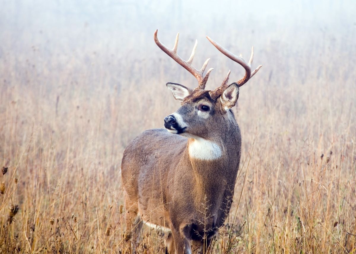 Winter Deer Hunt In Cranbrook • BC Outdoors Magazine