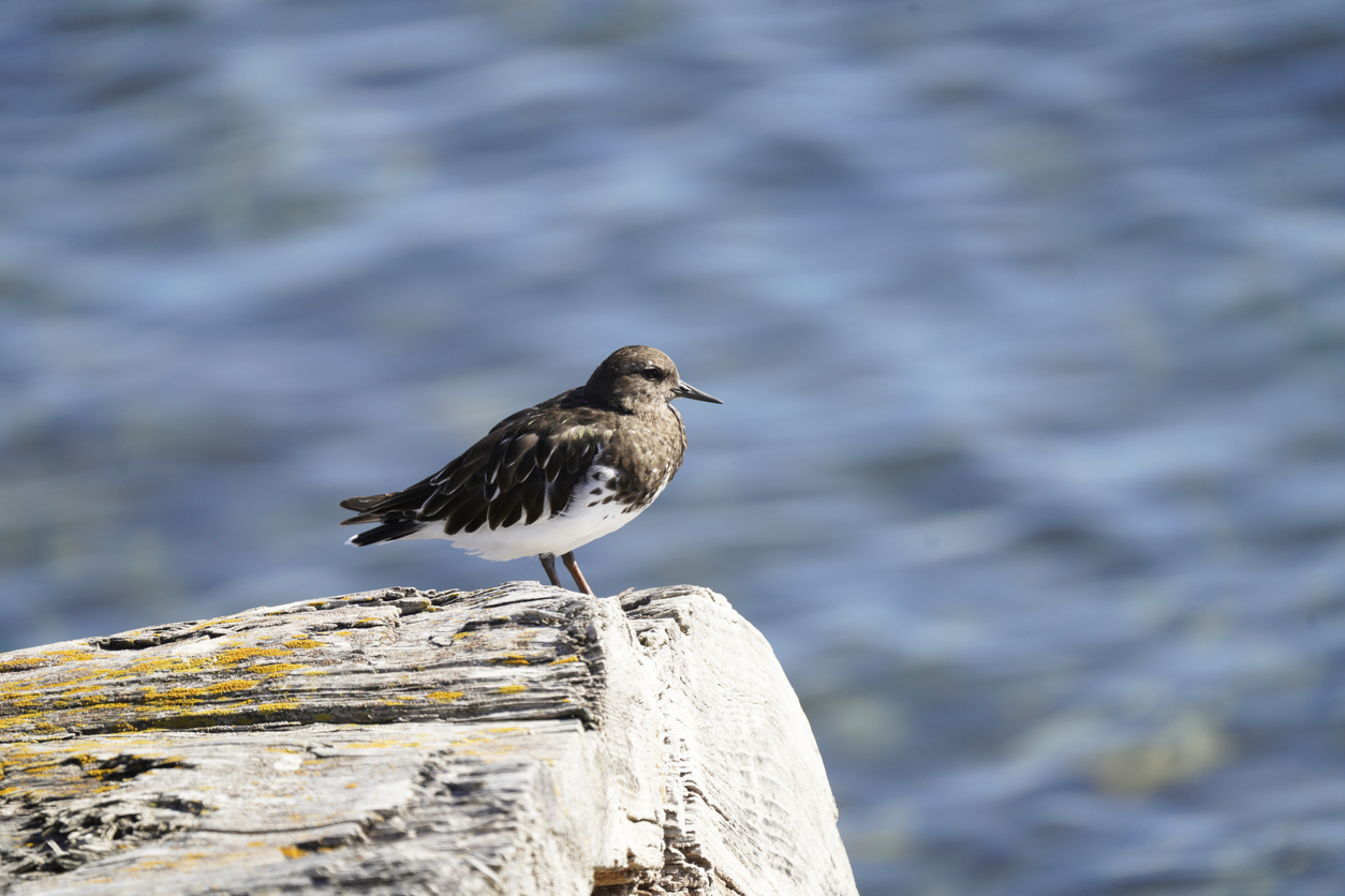 Winter Shorebirds In British Columbia • BC Outdoors Magazine