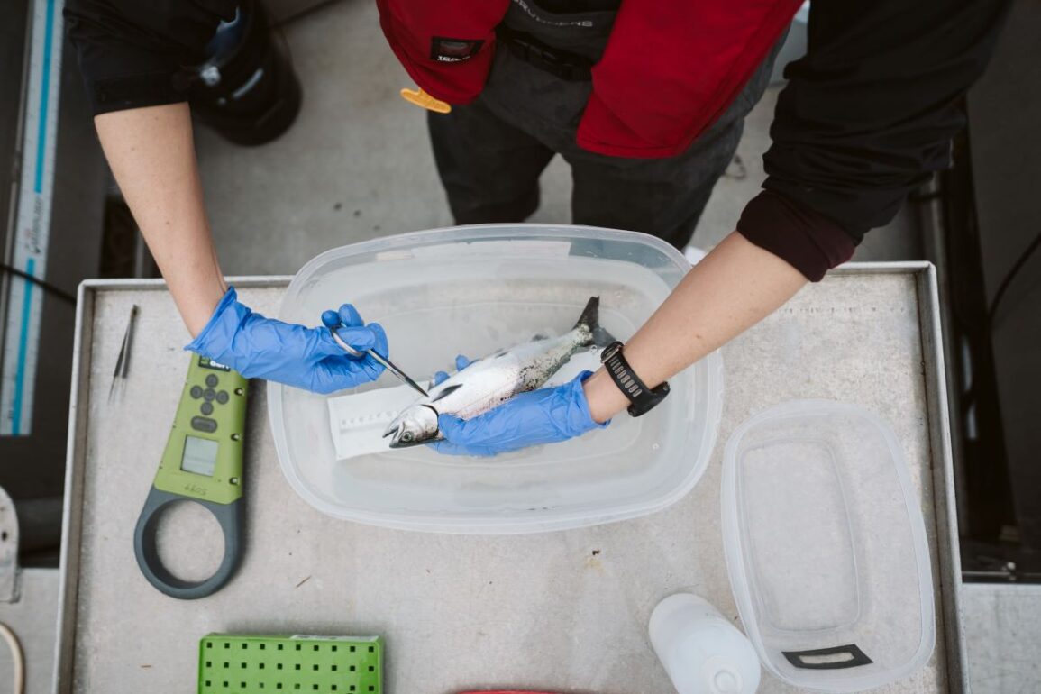 The Role Of Technology In Salmon Conservation • BC Outdoors Magazine